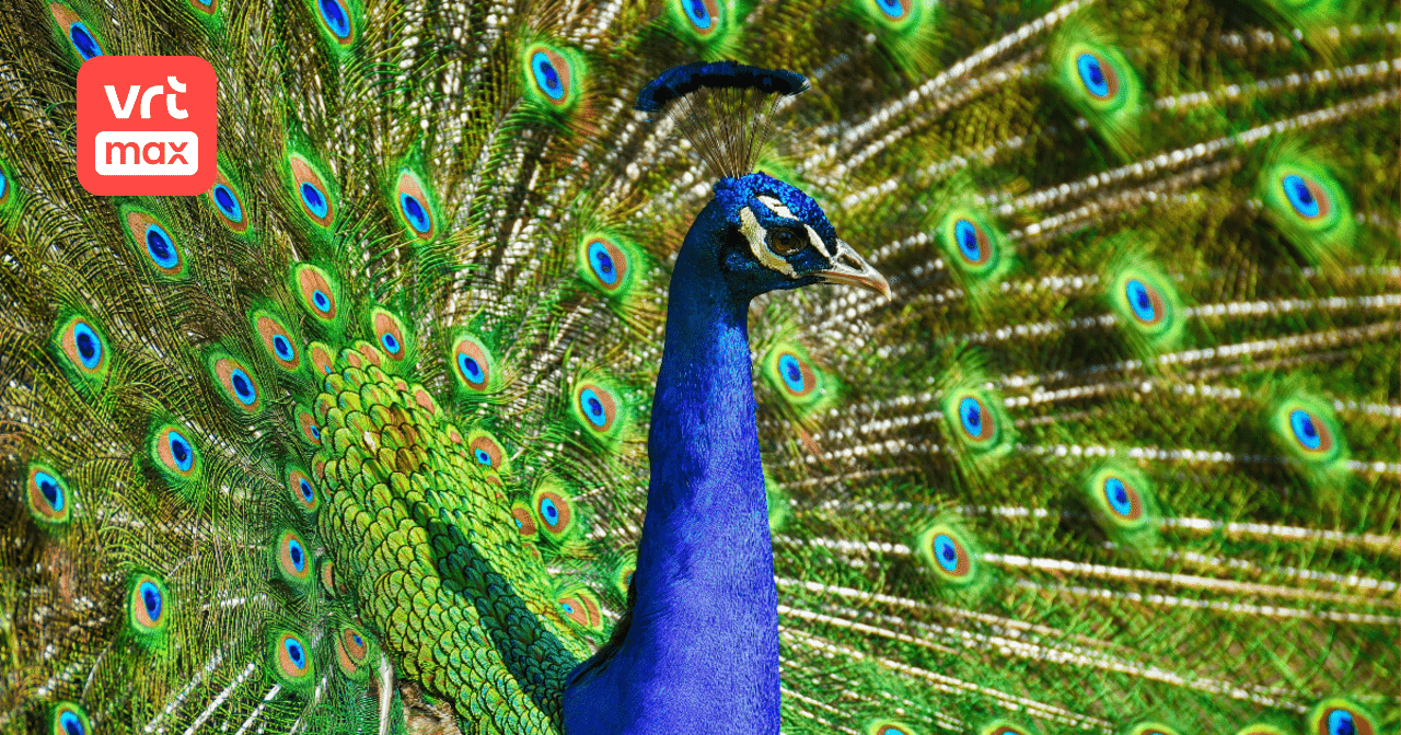 Wie kan het beste een pauw imiteren: Sven De Ridder of Andy Peelman?