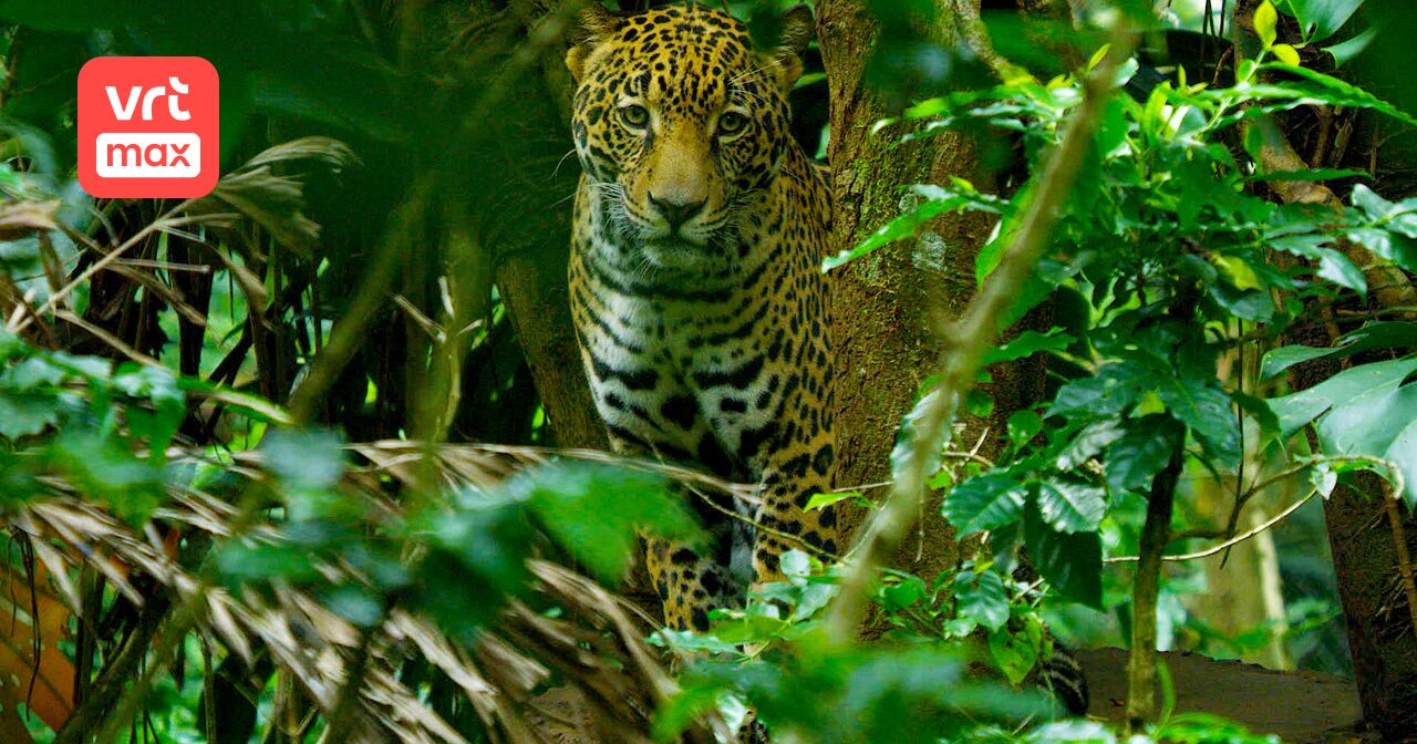 Costa Rica: the rise of nature - 1 (1) | VRT MAX