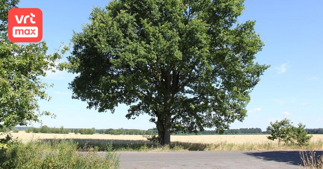 Grote bomen met grote kruinen hebben een positieve invloed op buurtbewoners