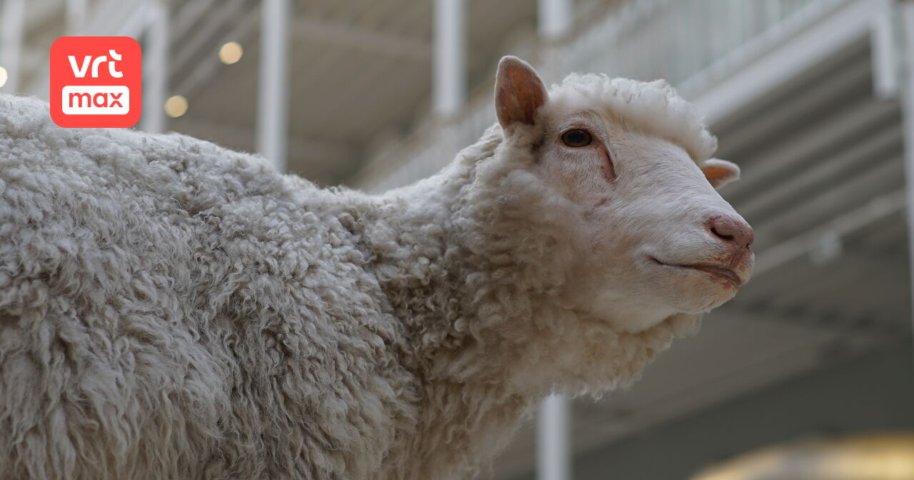 Het team achter het gekloonde schaap Dolly zette de wetenschap op z'n ...