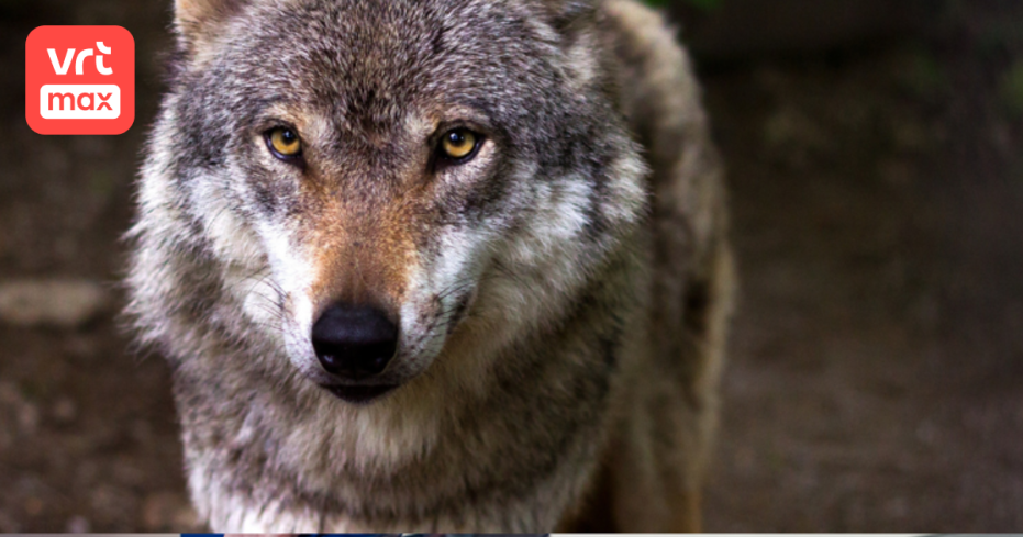 Organisator reageert op commotie over een lezing die Jan Loos van ...