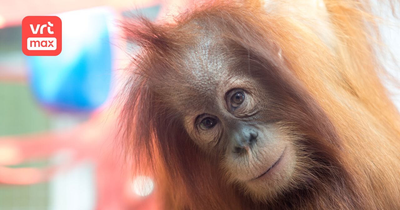 Monkey world - 3 (1) | VRT MAX