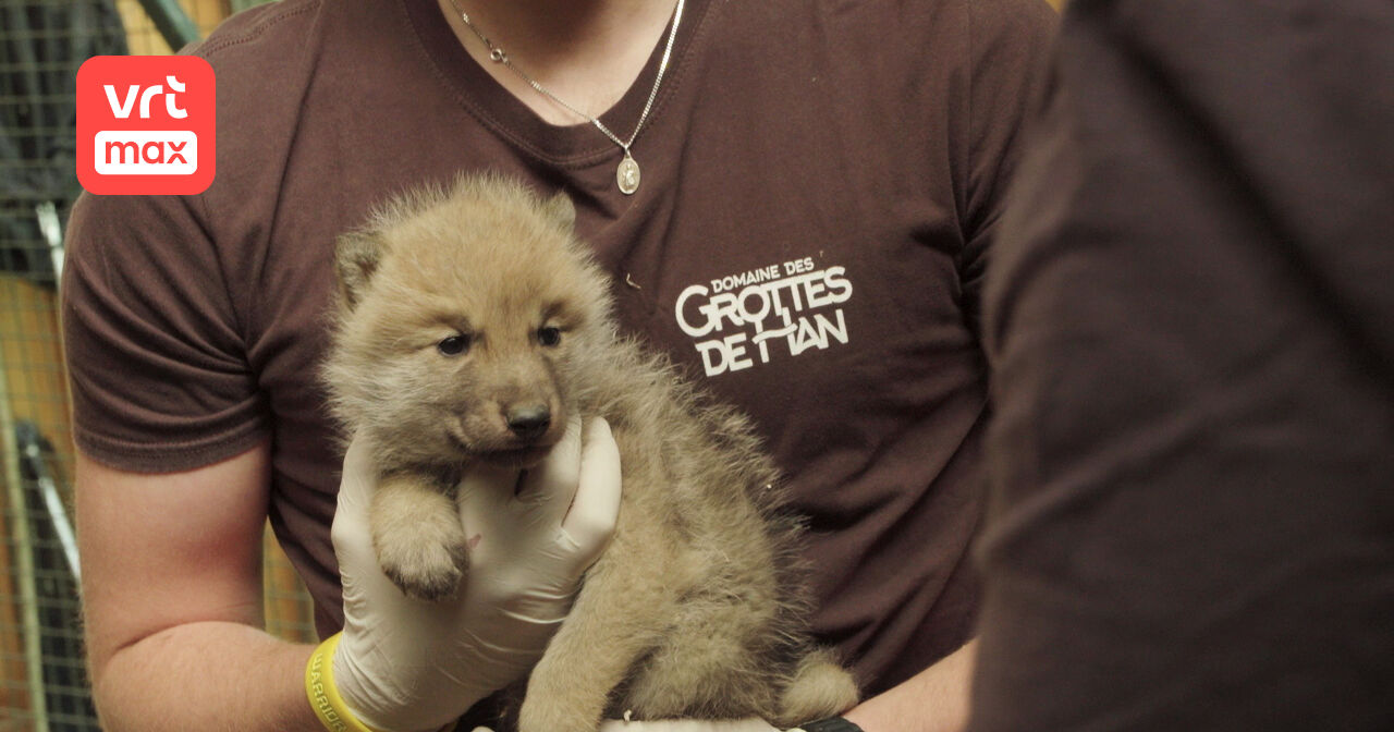 HAN: human animals nature - Aflevering 7 (Seizoen 2) | VRT MAX