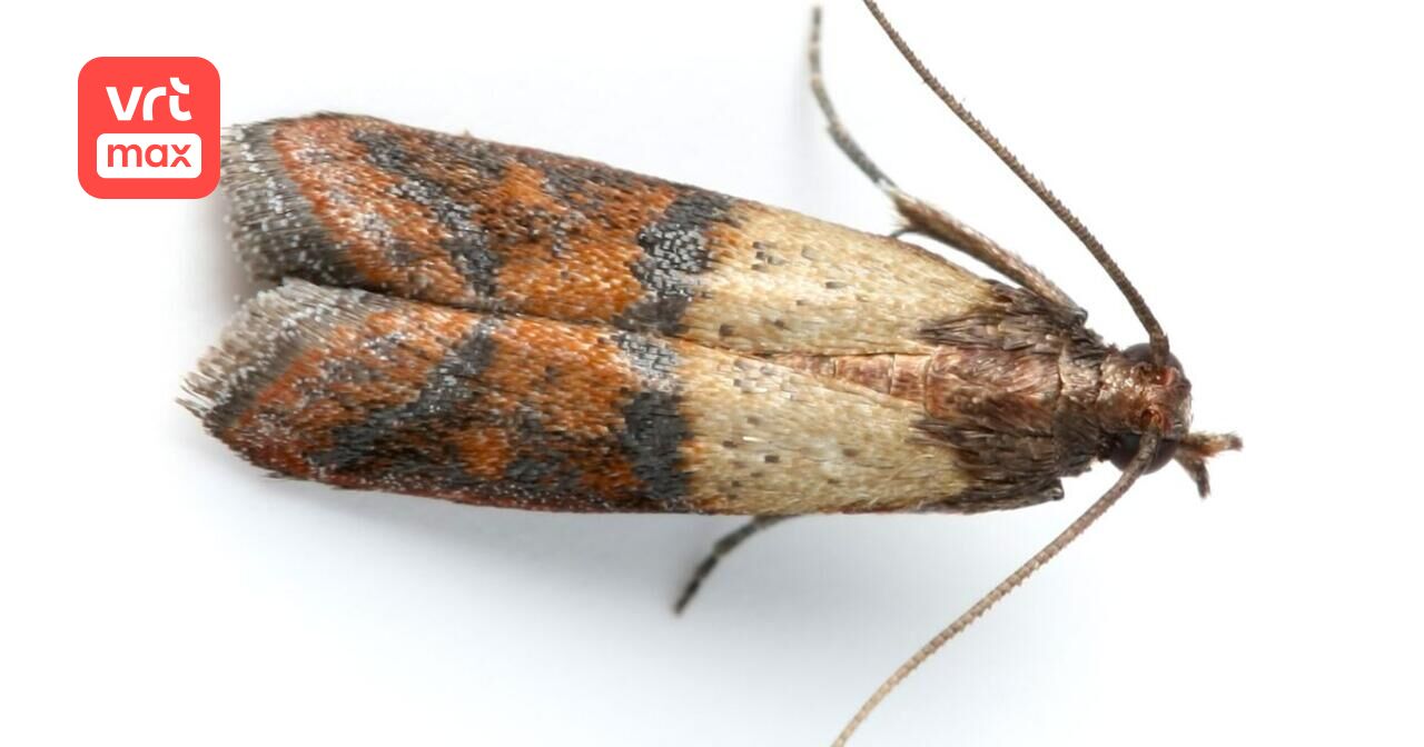 Ook 'Inspecteur Decaluwé' heeft thuis last van meelmotten