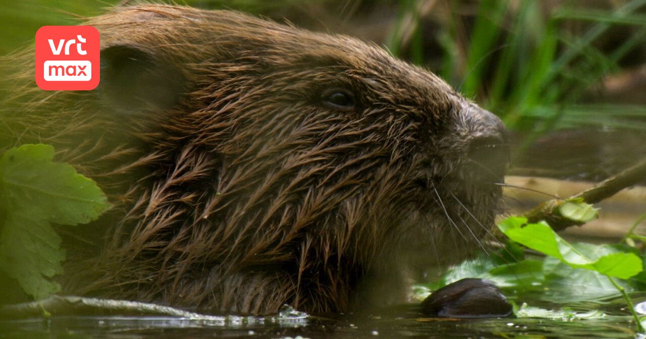 Onze natuur - 1 (1) | VRT MAX