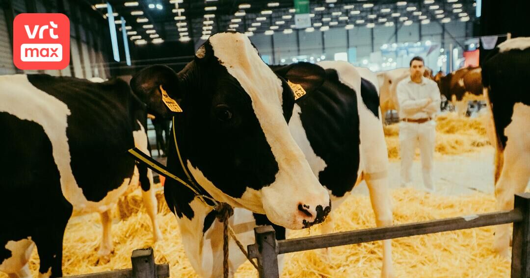 Ann&Daan op Agriflandres: "Een koe kan ontstressen in een wellness voor ...