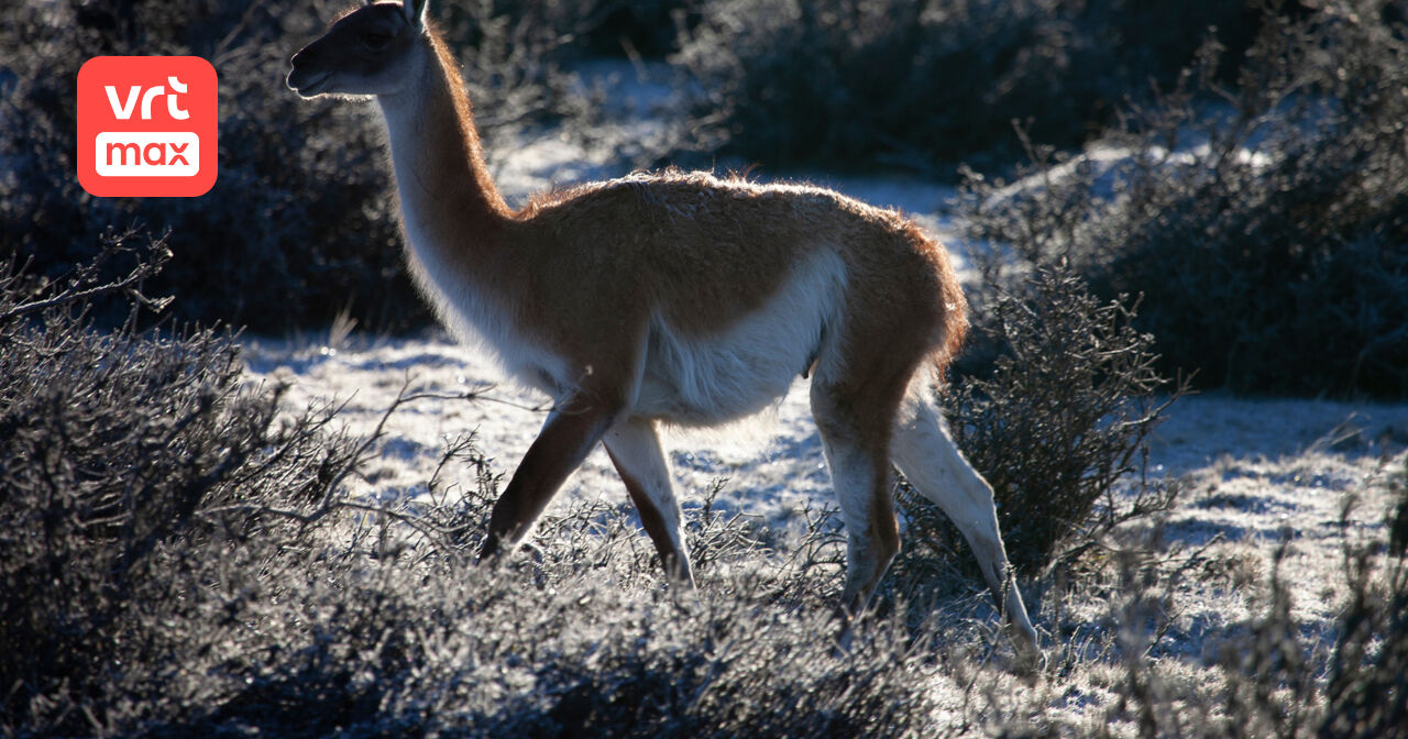 Wild Chile - Aflevering 2 (Seizoen 1) | VRT MAX