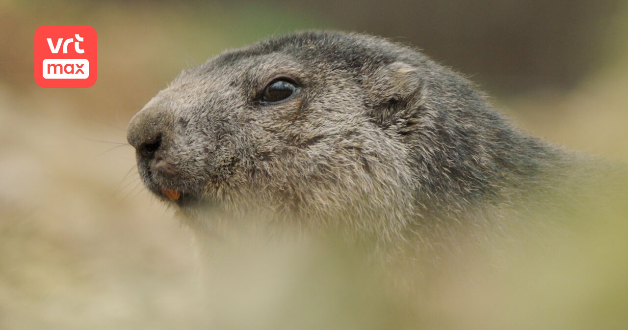 HAN: human animals nature - Aflevering 8 (Seizoen 3) | VRT MAX