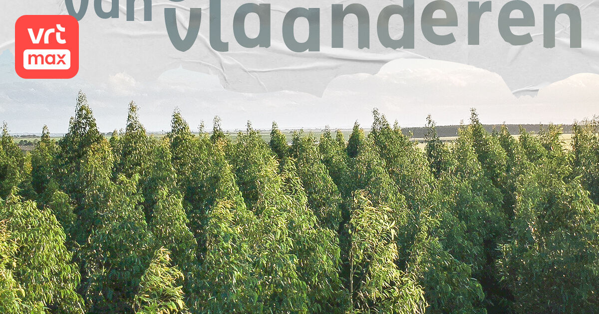 Kan een boom je van je kwaaltjes verlossen? - Mysteries van Vlaanderen ...