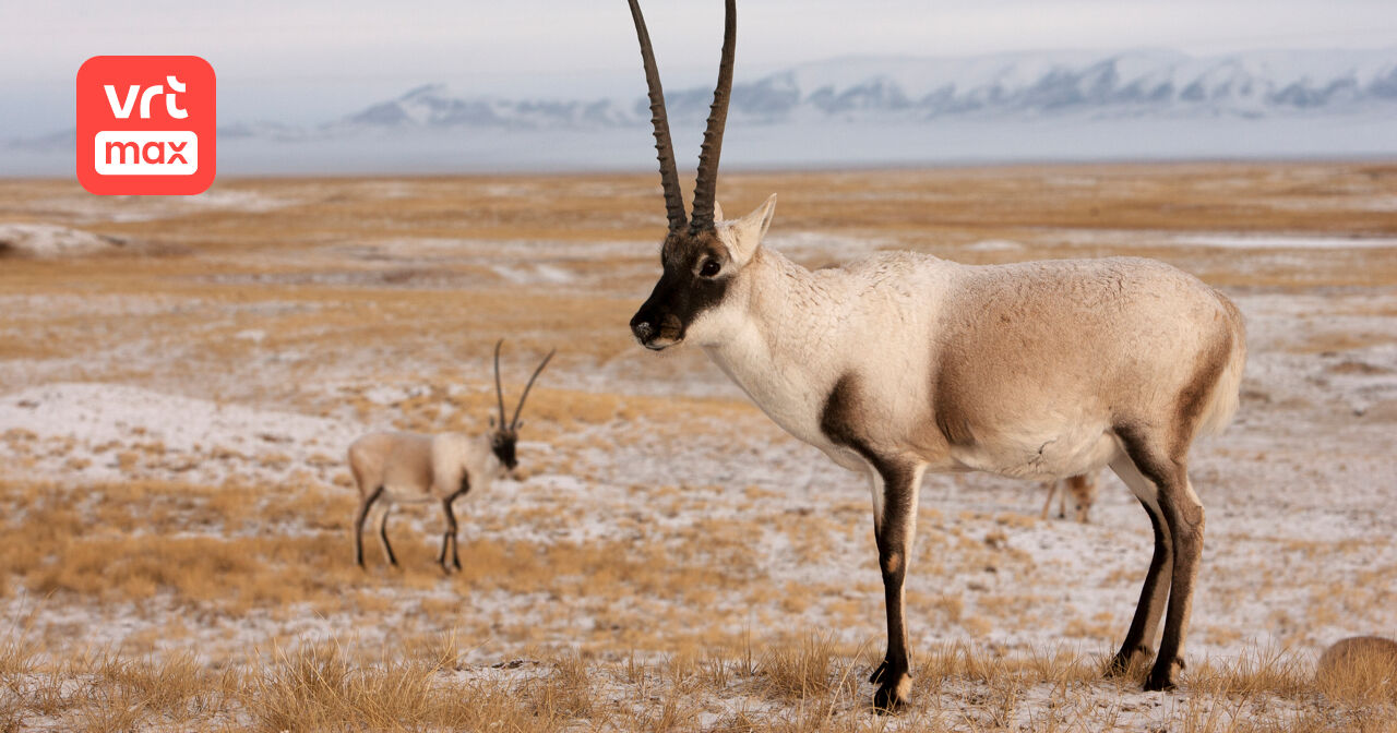 Rare survivors: China's iconic wildlife | VRT MAX