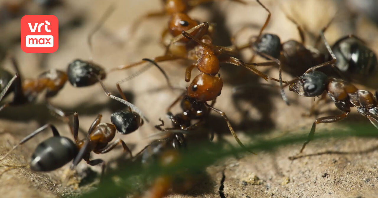 The realm of ants | VRT MAX