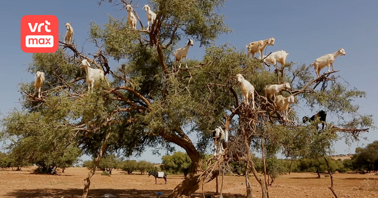 Zotte dieren - 15 (1) | VRT MAX