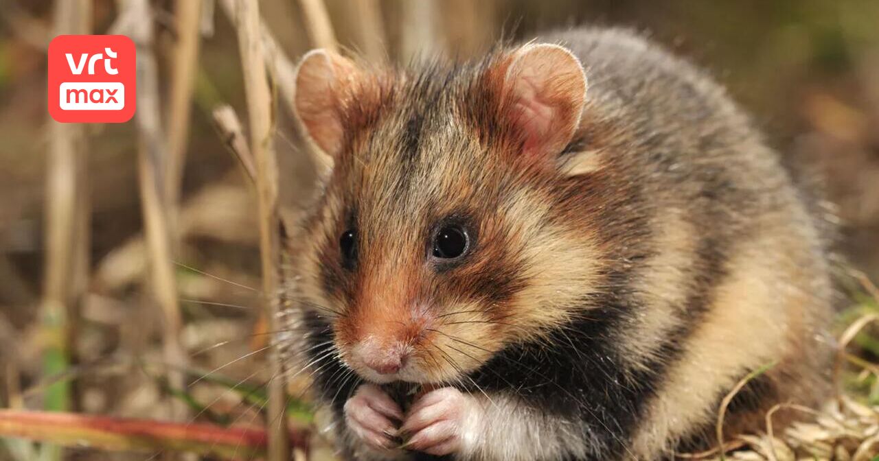 Natuurorganisaties starten rechtszaak tegen Vlaamse overheid om ...