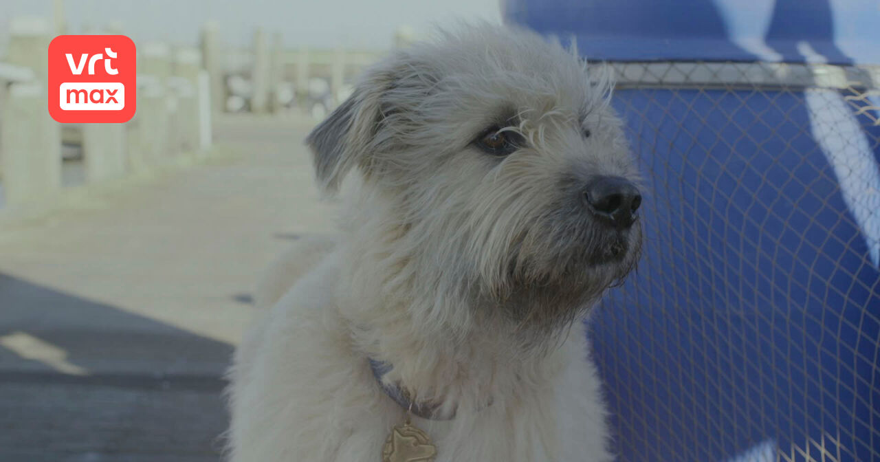 Kosmoo - Aflevering 10 (Seizoen 1) | VRT MAX