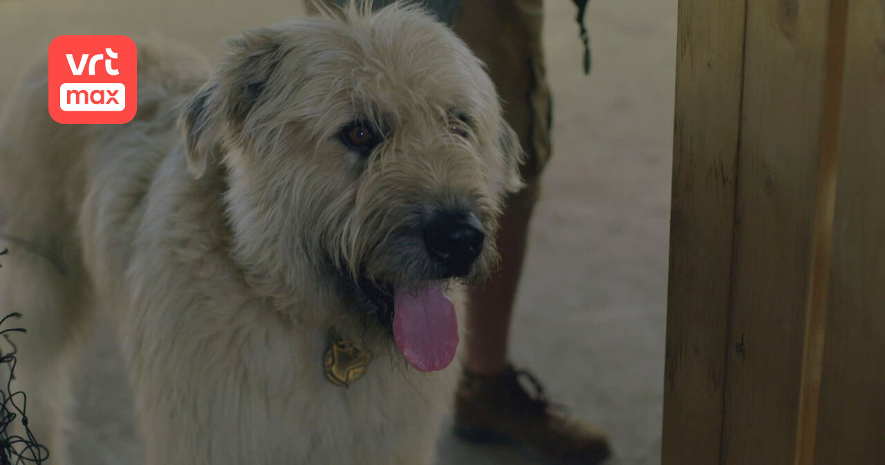 Kosmoo - Aflevering 5 (Seizoen 1) | VRT MAX