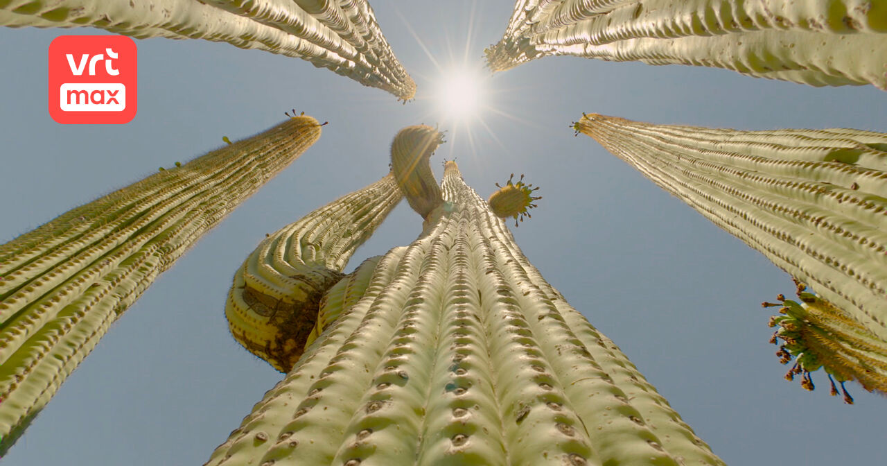 Cactus hotel | VRT MAX