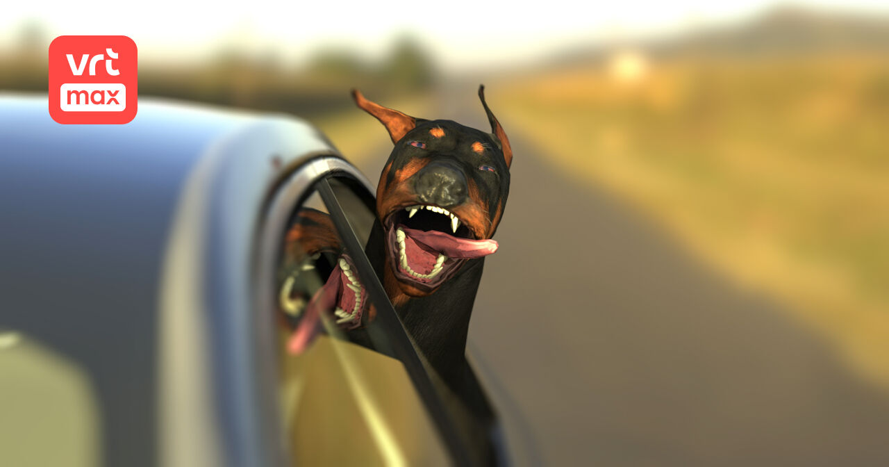 Zotte dieren - 10 (2) | VRT MAX