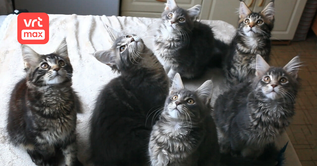 Zotte dieren - 16 (2) | VRT MAX