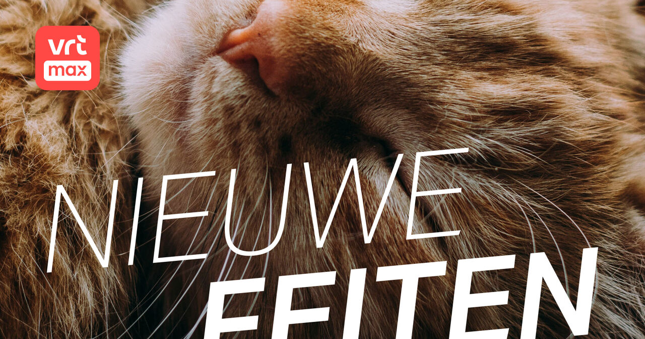 Katten spinnen soms omdat ze pijn hebben - Nieuwe Feiten [Podcast ...