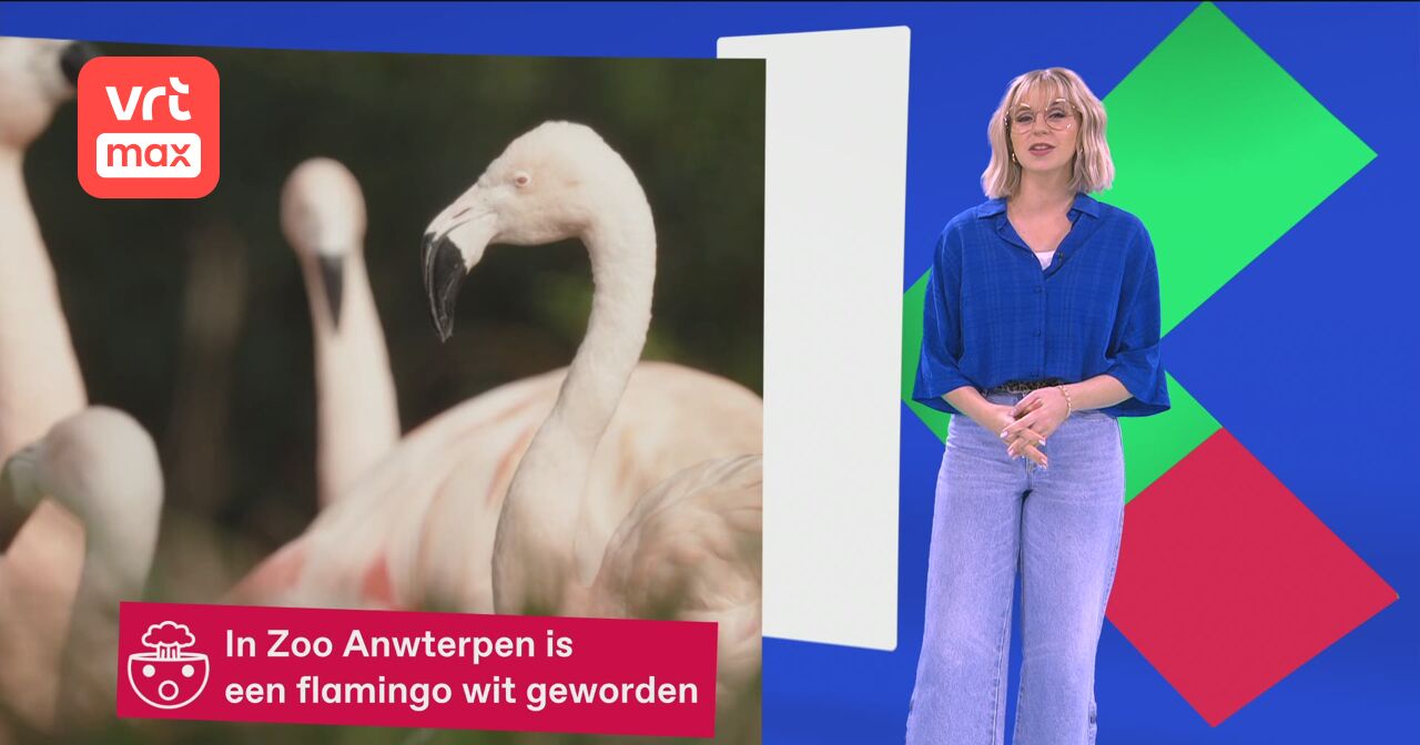 Karrewiet - dinsdag 26 maart 2024 om 17:55 | VRT MAX