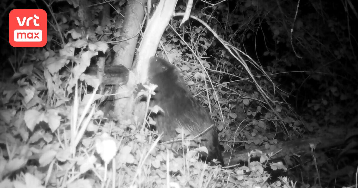 Het Klaverblad in Lummen herbergt unieke fauna en flora: 'Er woont ...