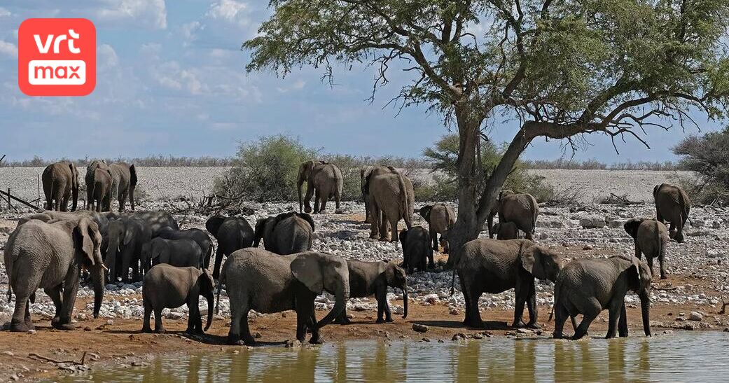 Namibië wil honderden olifanten, zebra's en nijlpaarden afschieten om bevolking van voedsel te ...