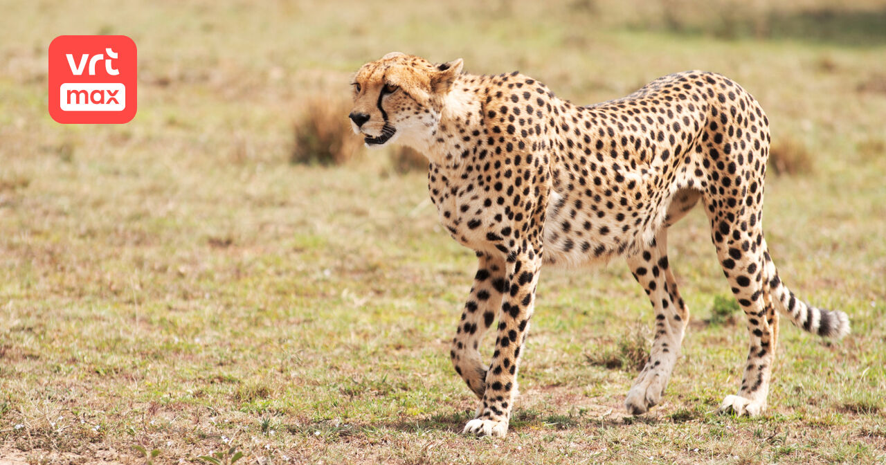 Chasing the rains - 2 (1) | VRT MAX