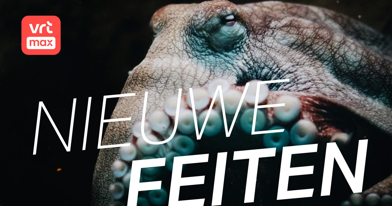 Octopus werkt met personeel - Nieuwe Feiten [Podcast] | VRT MAX