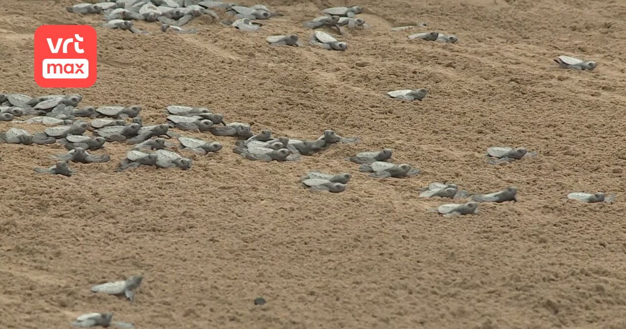 Karrewiet Nieuwsvideo’s - (natuur) | VRT MAX