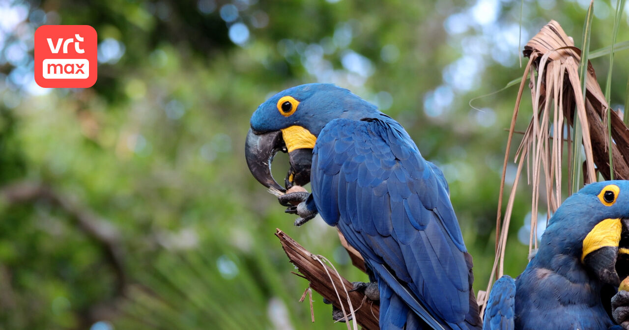 Saving paradise - 10 (1) | VRT MAX