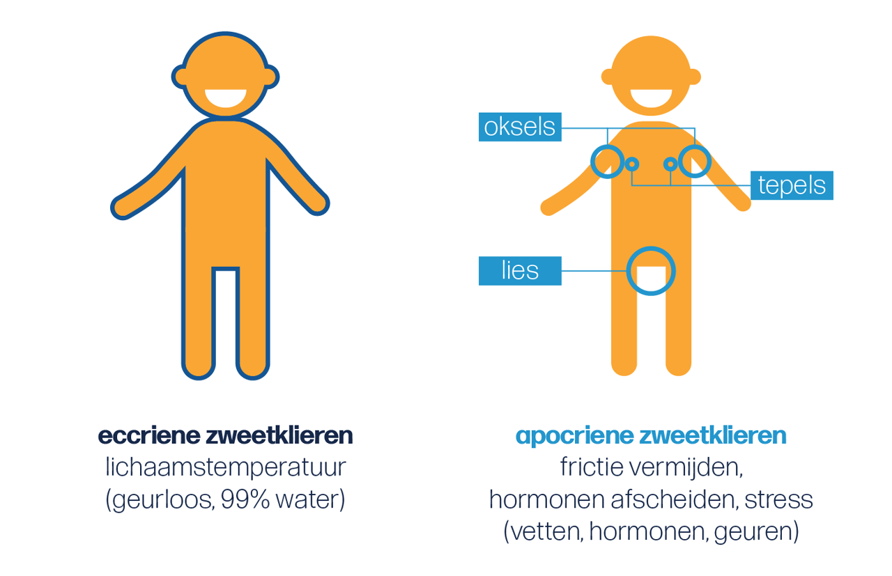Help, okselvijvers! Kunnen we iets doen aan zomers zweten? | VRT NWS ...