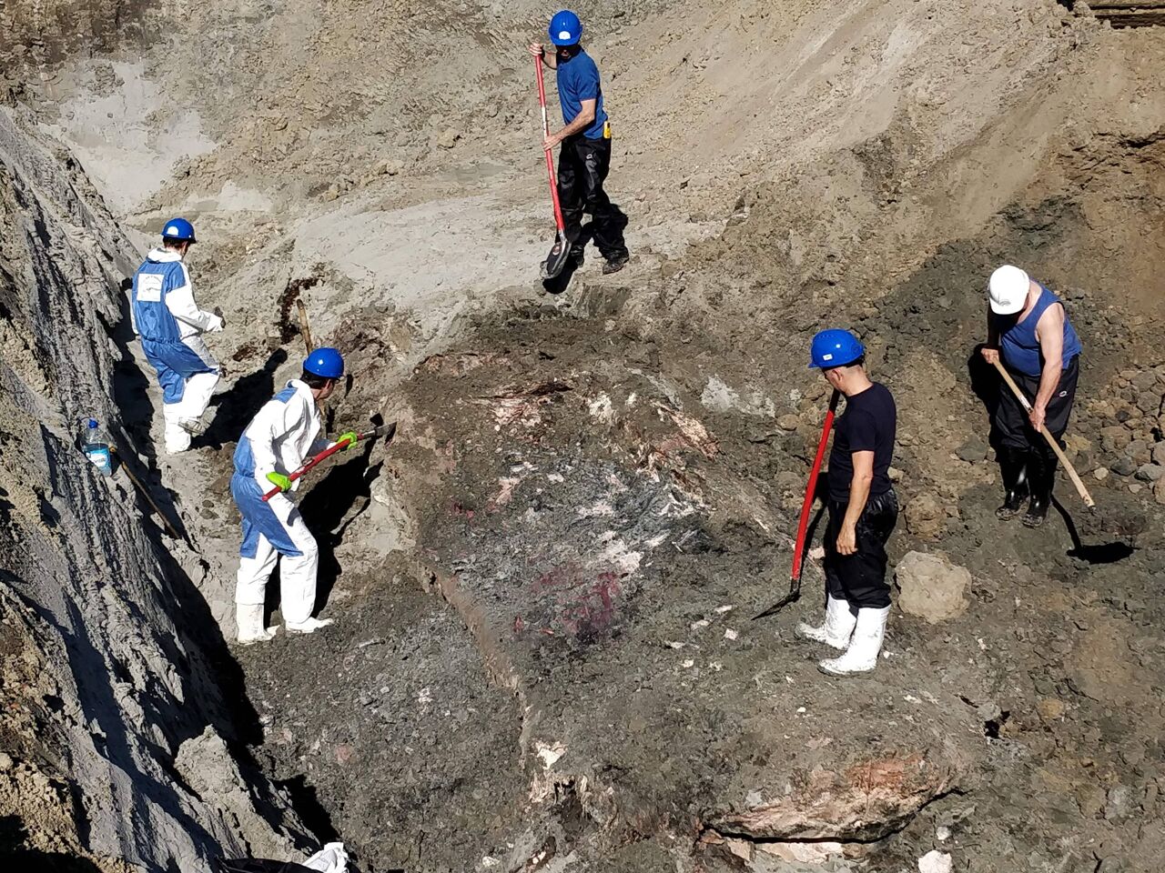 Potvis Valentijn wordt na 30 jaar opgegraven: "De geur is nog altijd ...