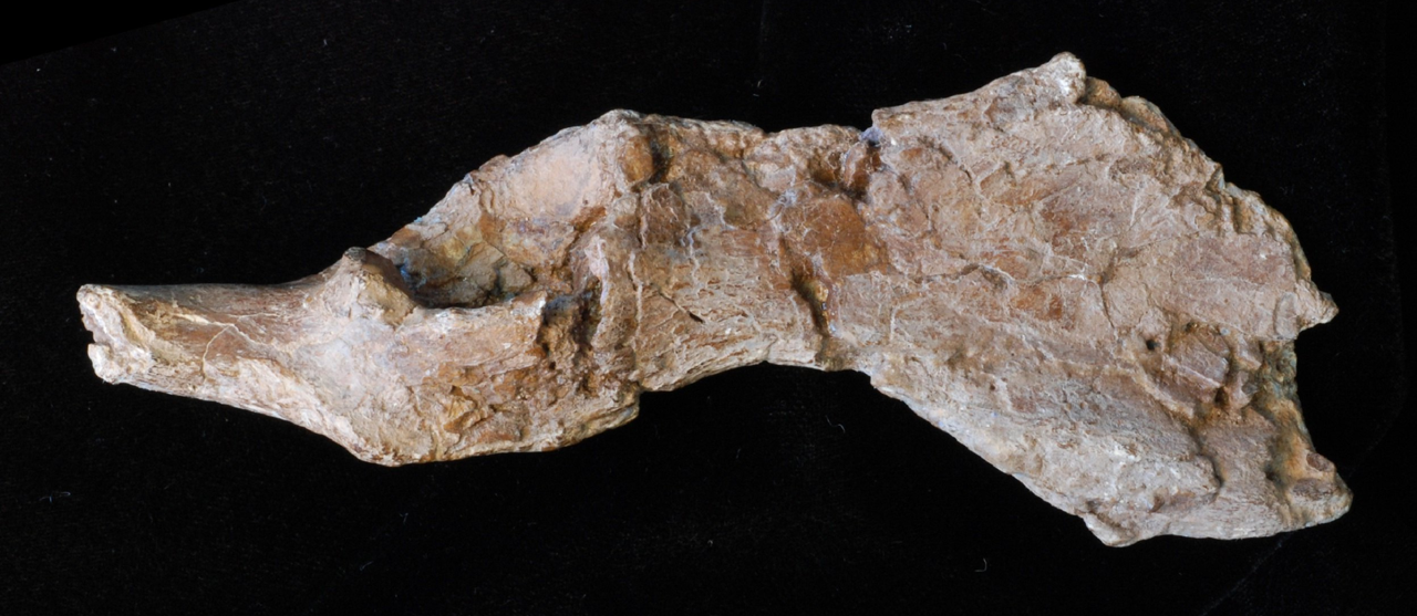 Zeldzaam 10 miljoen jaar oud fossiel van aap biedt nieuw zicht op ...