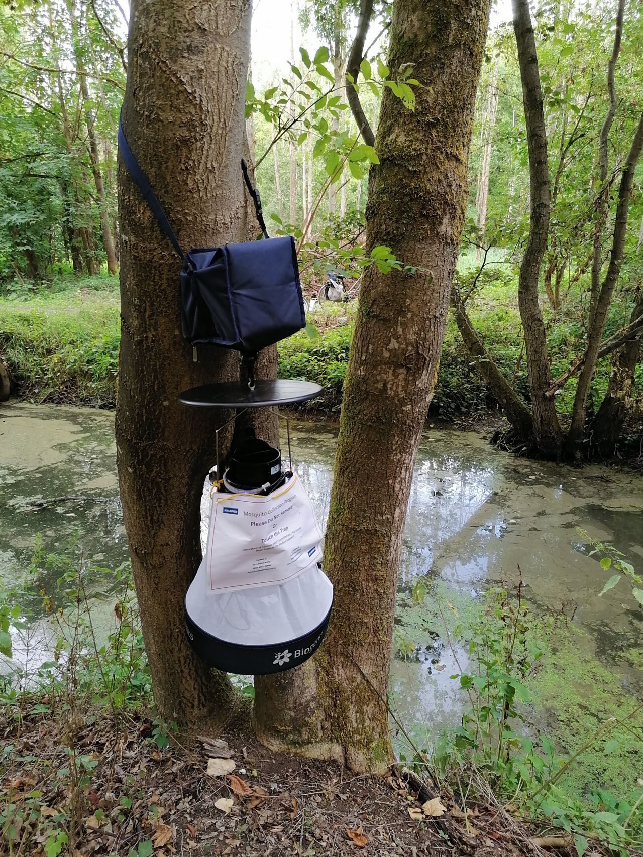 Nieuwe muggensoort gevonden in Leuven, maar "niet gevaarlijker dan een ...