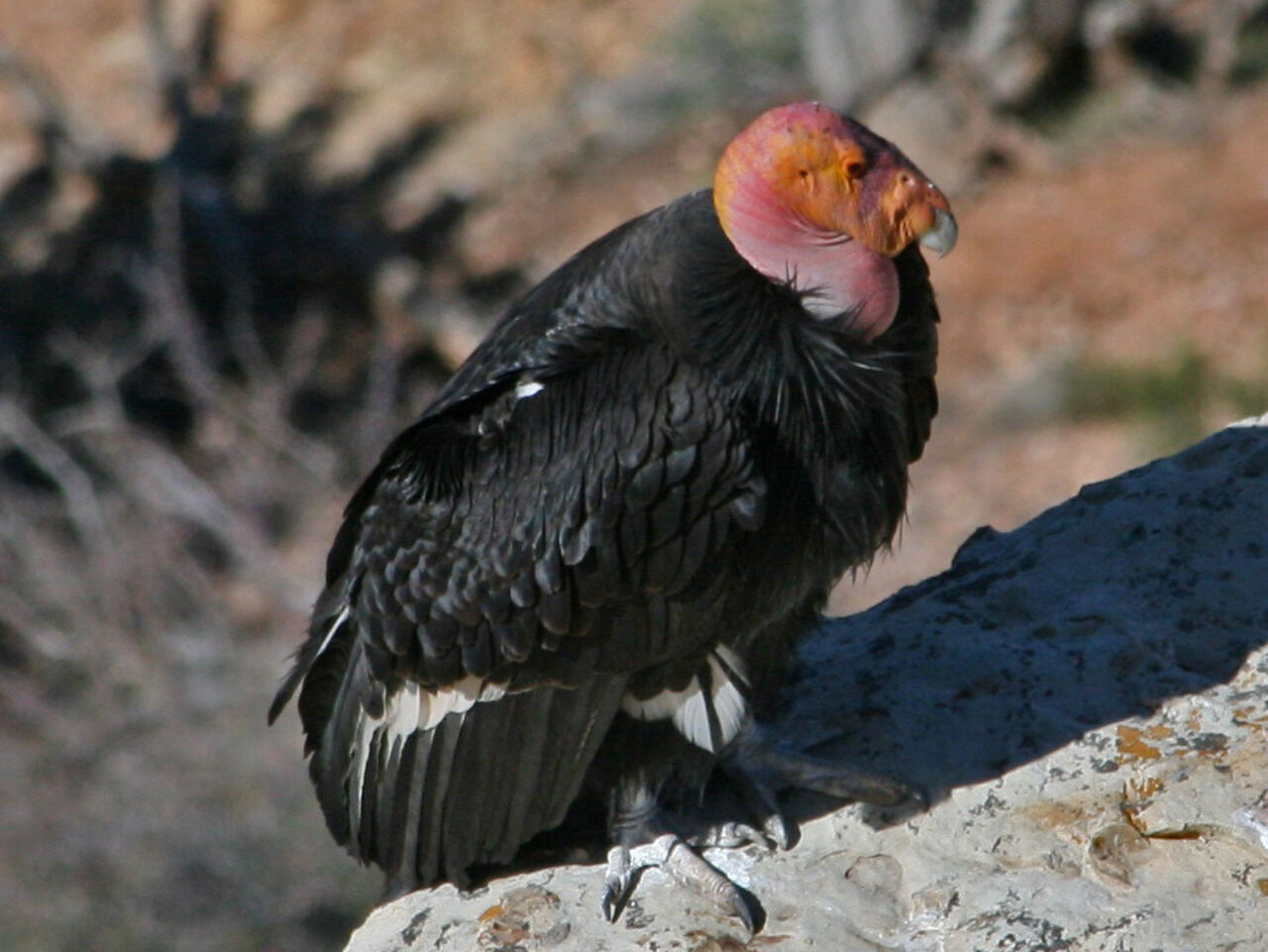 'Maagdelijke geboorten' doen zich voor bij Californische condors | VRT ...