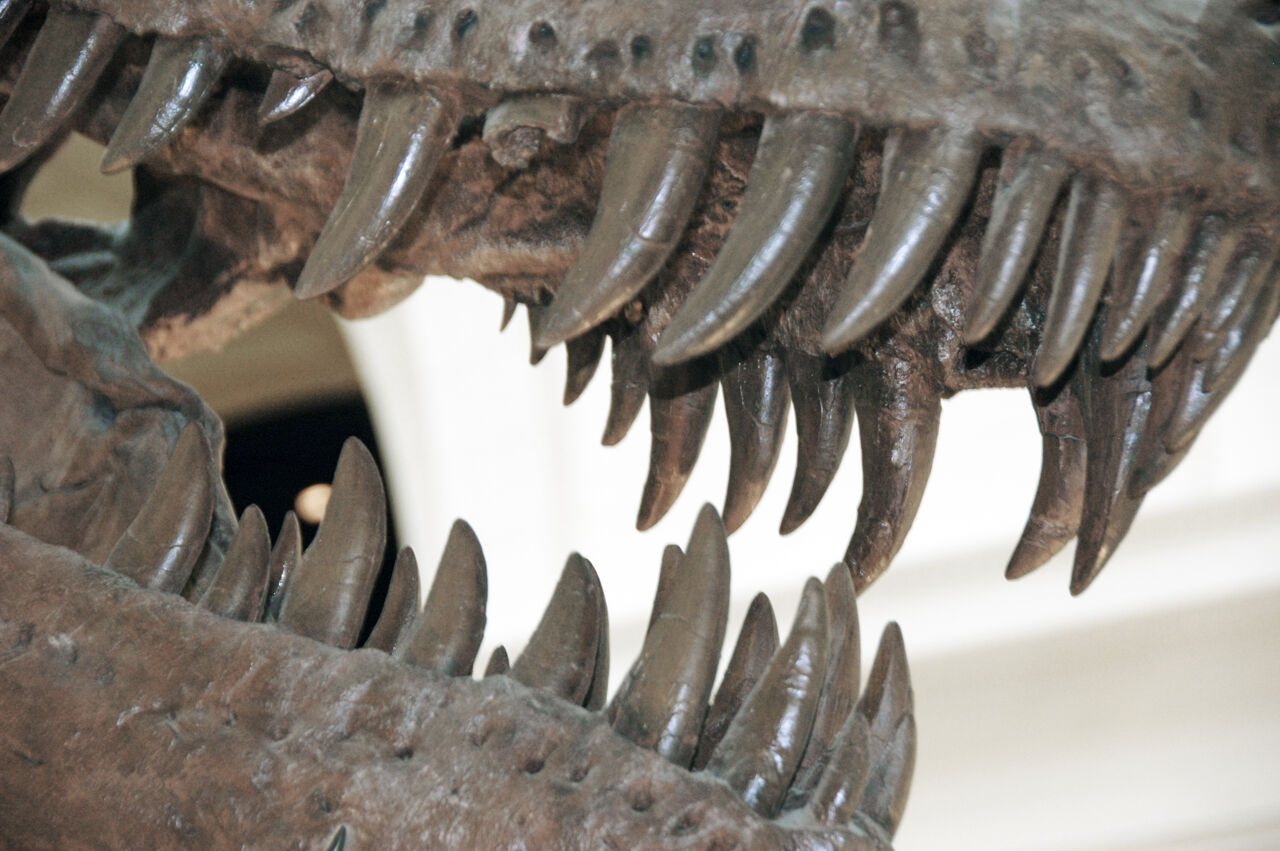 Bestaat er naast de Tyrannosaurus rex ook een T. imperator en een T ...