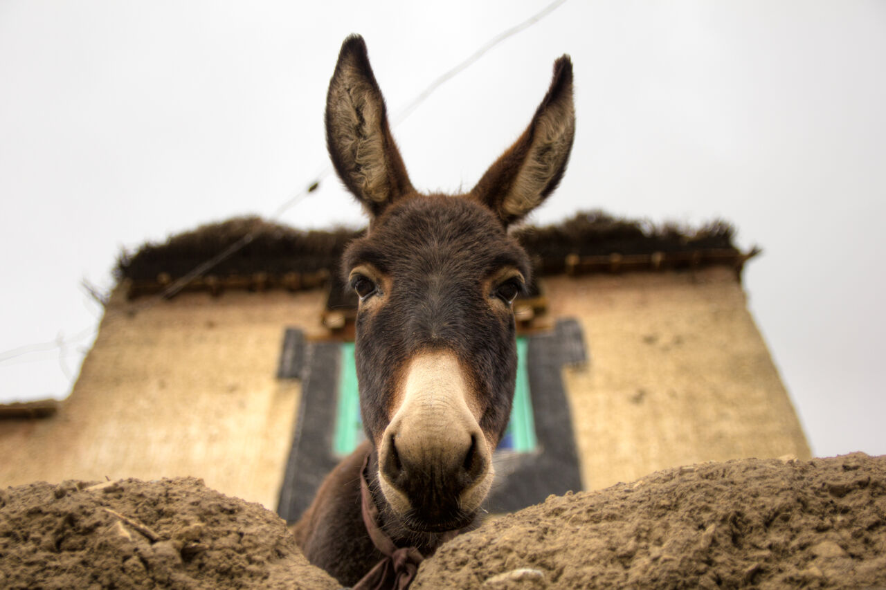 Groot DNA-onderzoek legt geschiedenis van de domesticatie van de ezel ...