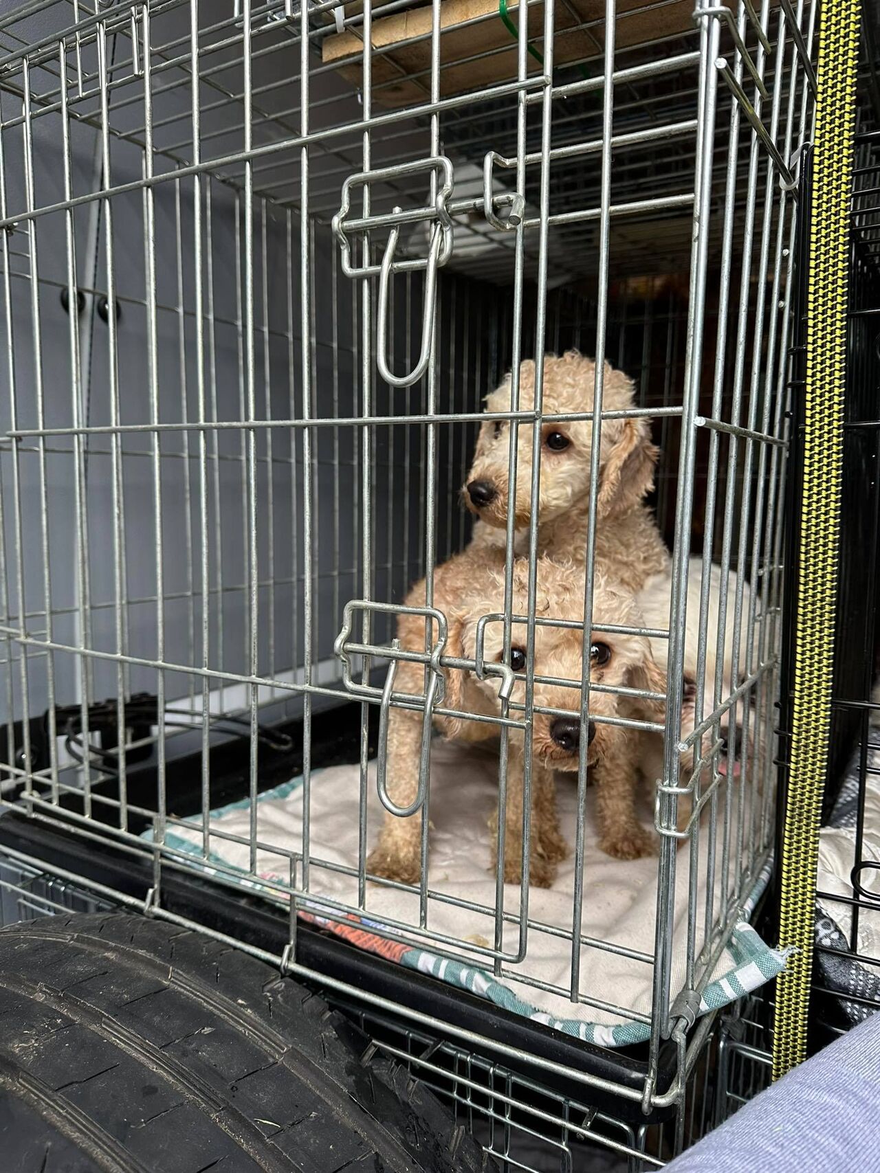 19 honden weggehaald bij broodfokker uit Lubbeek: "De ratten liepen ...