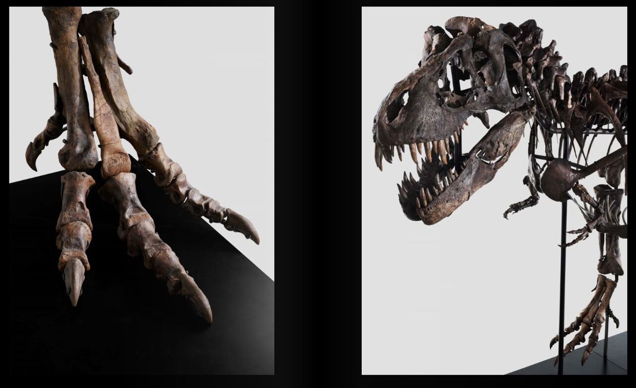 Skelet van T.rex geveild voor bijna 4,9 miljoen euro, minder dan ...