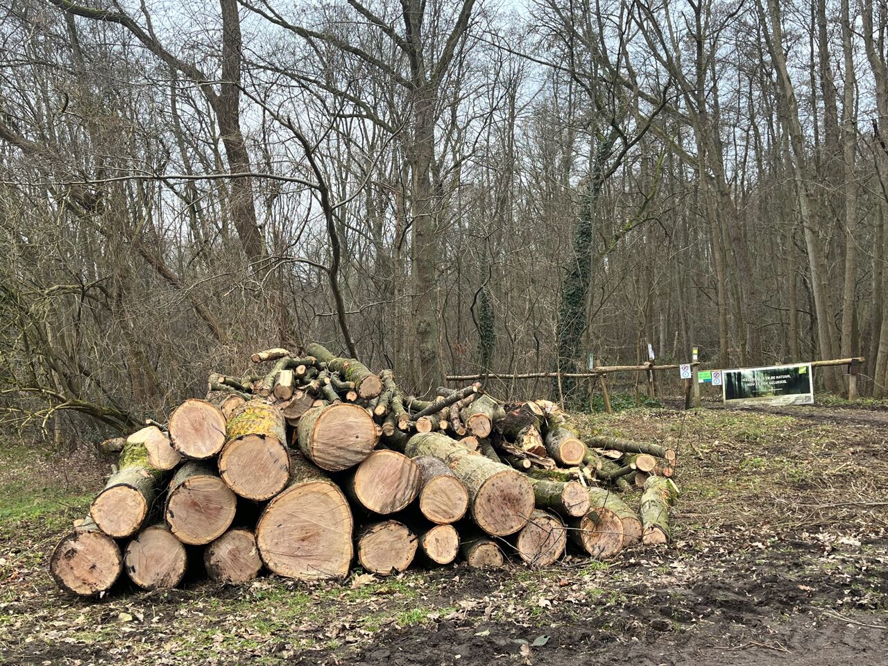 Dieven stelen omgehakte bomen in natuurgebied Zegbroek in Tremelo ...