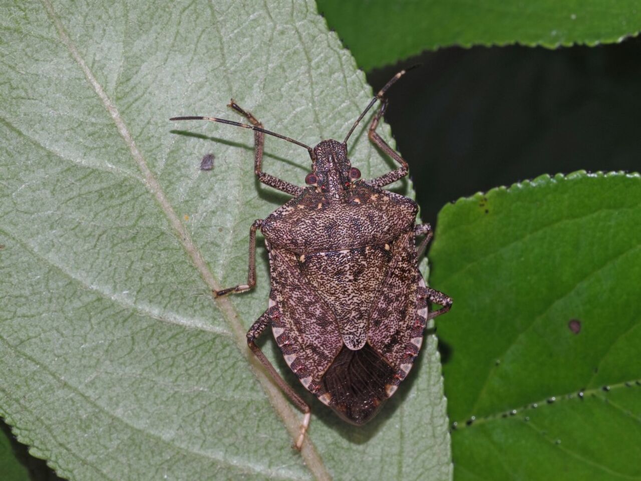 La punaise asiatique se répand en Belgique et menace la production de ...