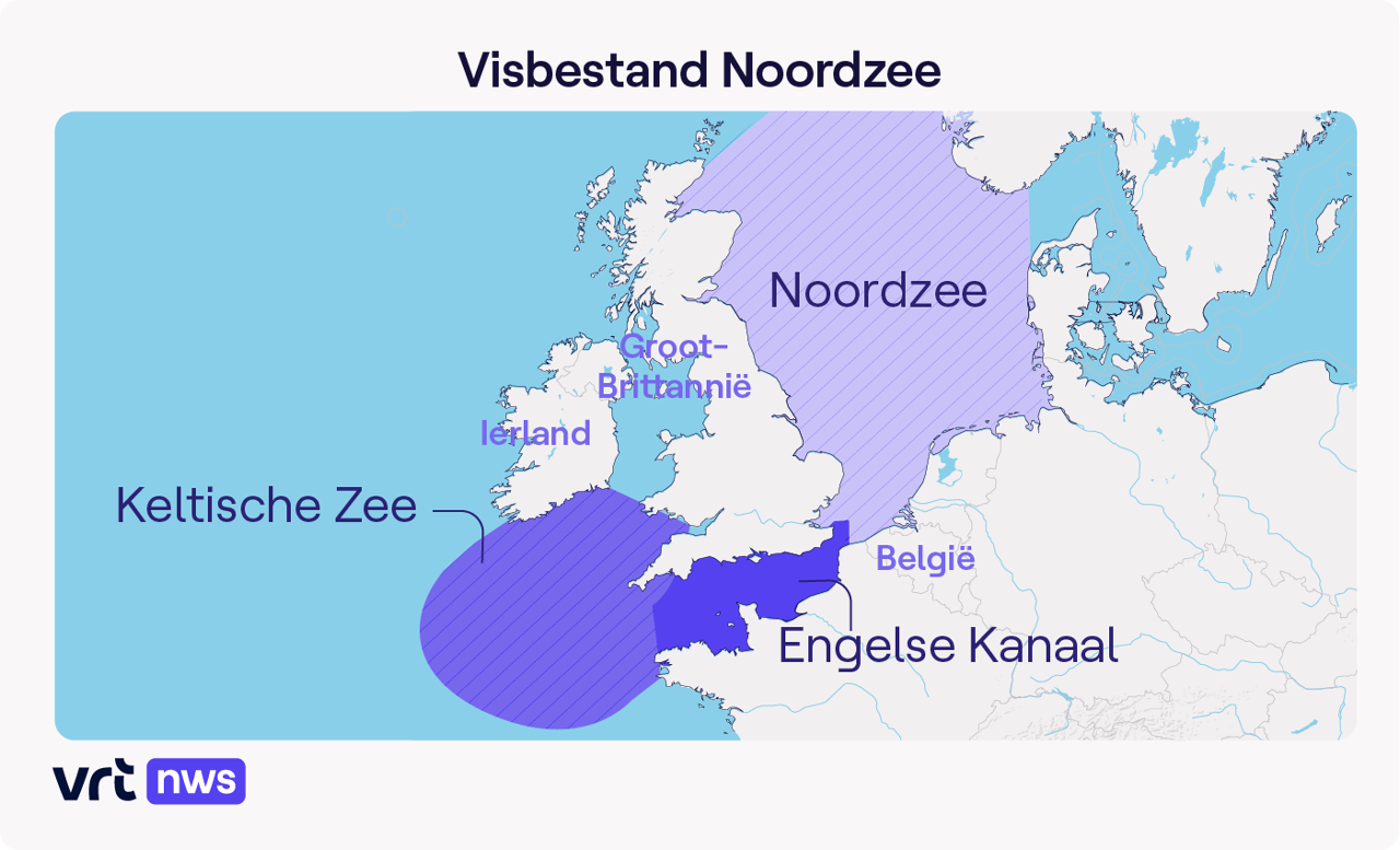 "Massaal veel" zeekat en pijlinktvis, minder kabeljauw: hoe het ...
