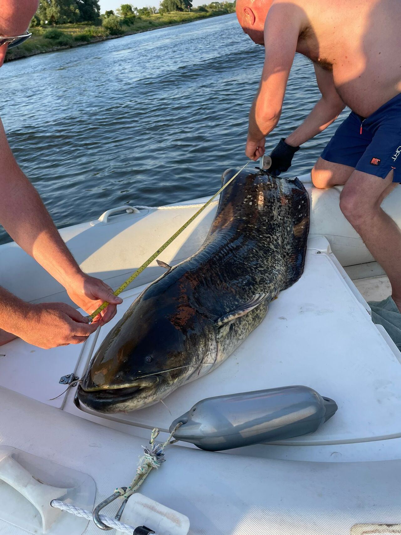 BEKIJK - Reusachtige meerval gevangen in de Maas in Maaseik | VRT NWS ...
