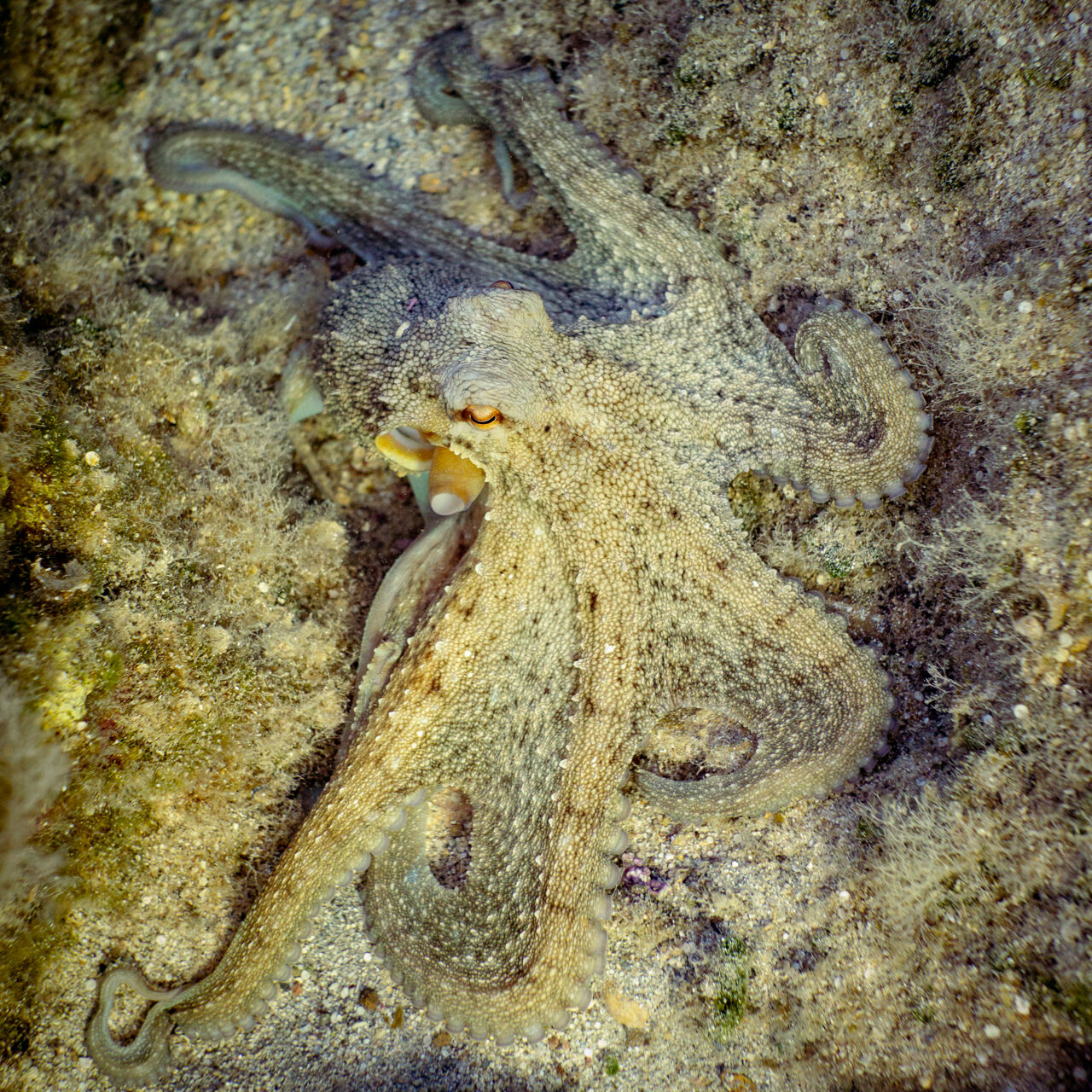 Slaap van octopussen lijkt verrassend veel op die van mensen | VRT NWS ...