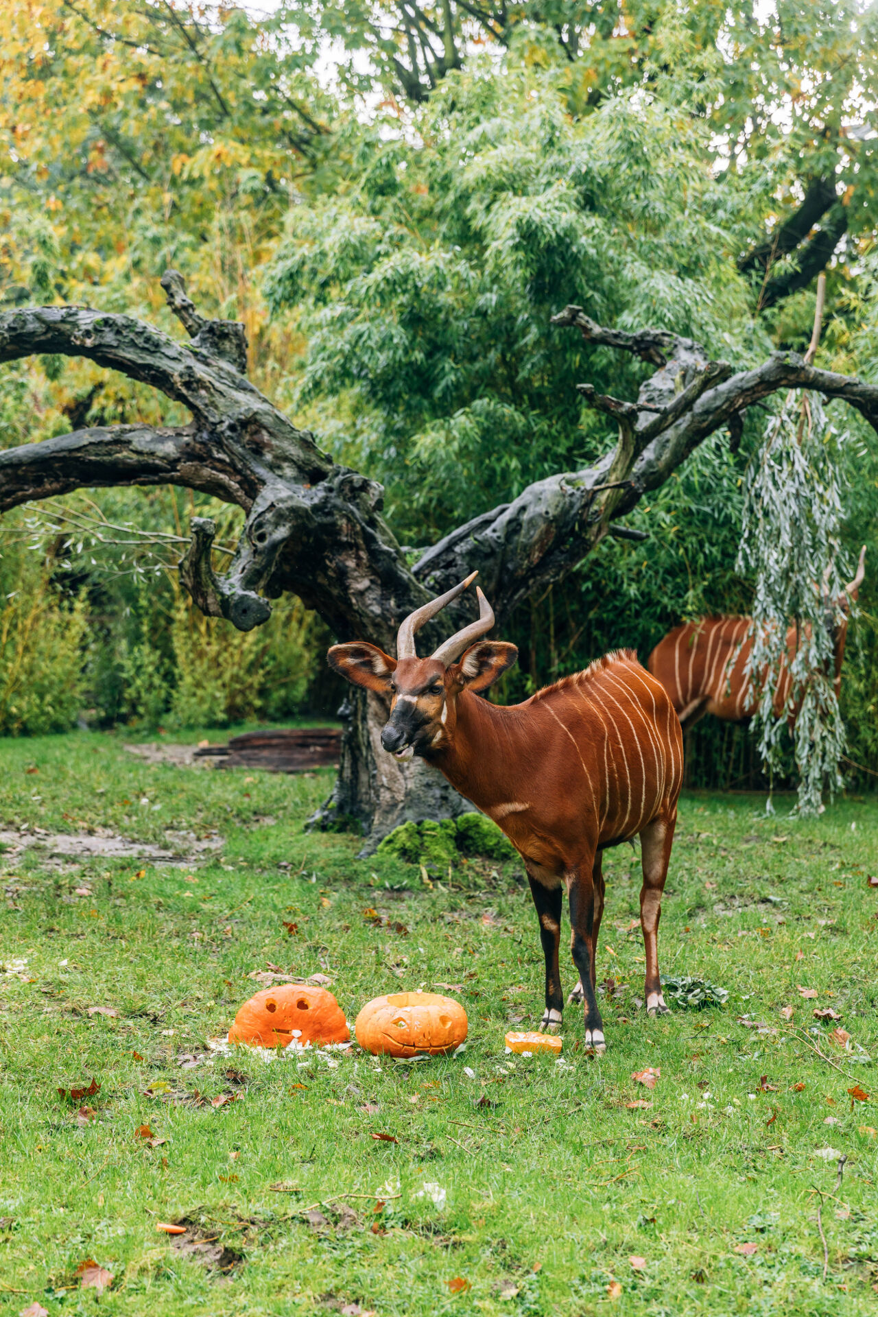 BEKIJK: Dieren in Antwerpse Zoo vieren Halloween met... voedsel verstopt in pompoenen | VRT NWS ...