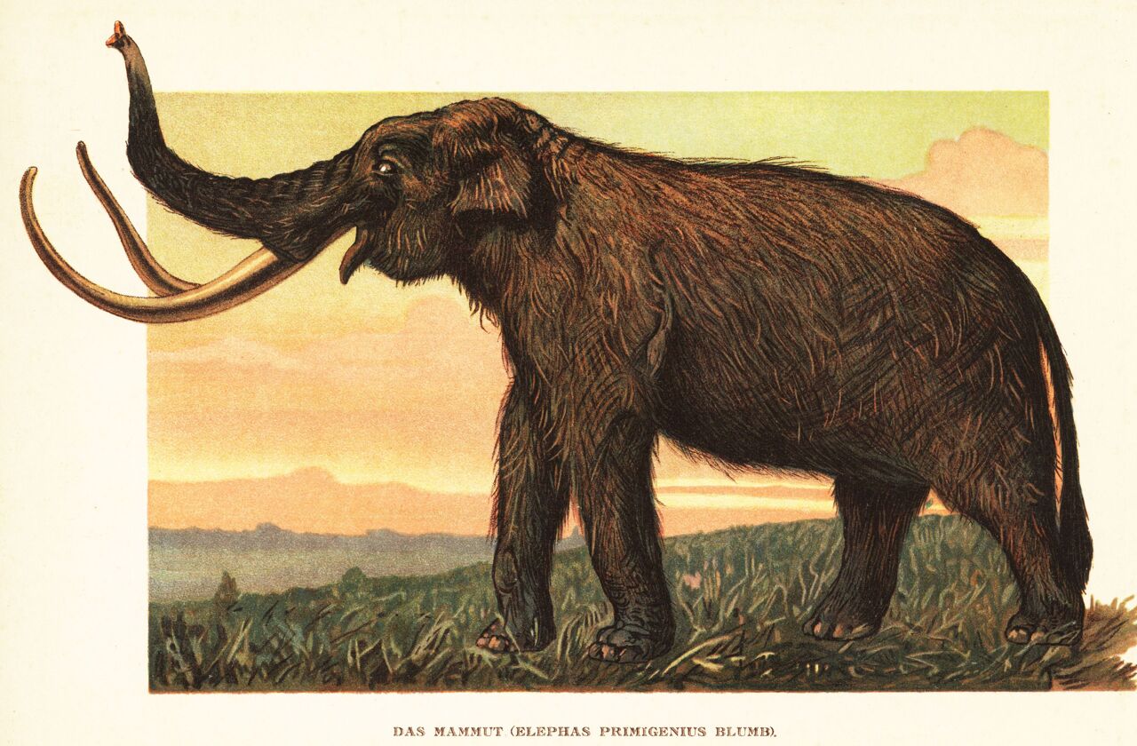 Jouw vraag over Brussel: ligt er een mammoet onder het Zuidstation ...