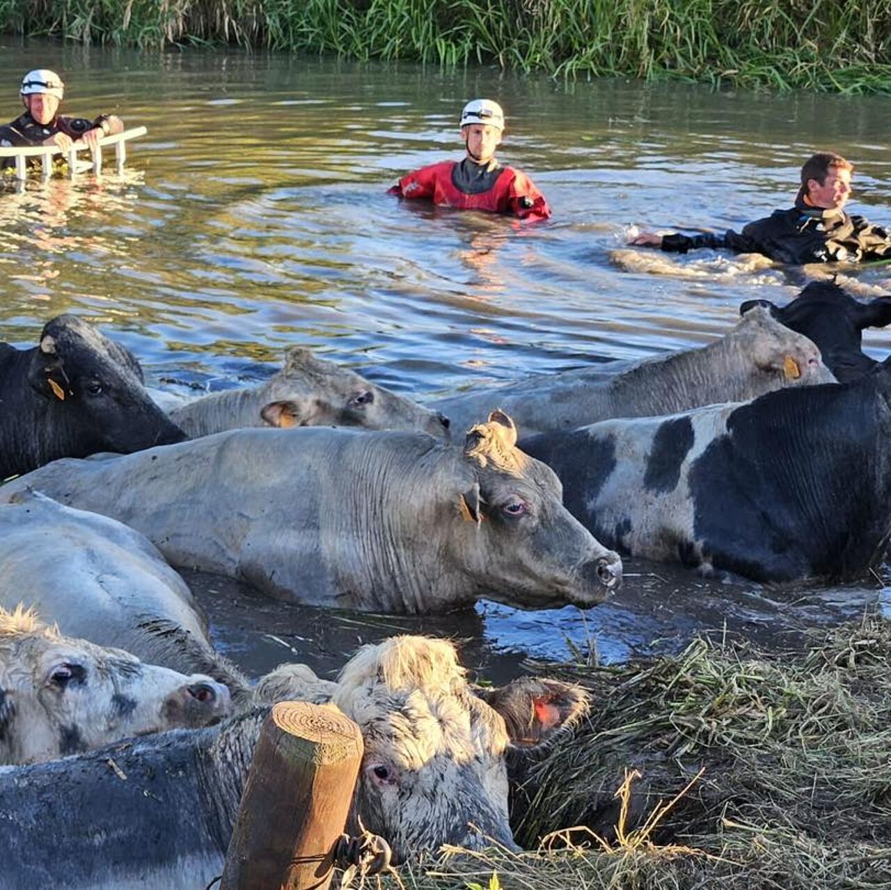 Testing the waters: Fire brigade carries out daring cow rescue in ...