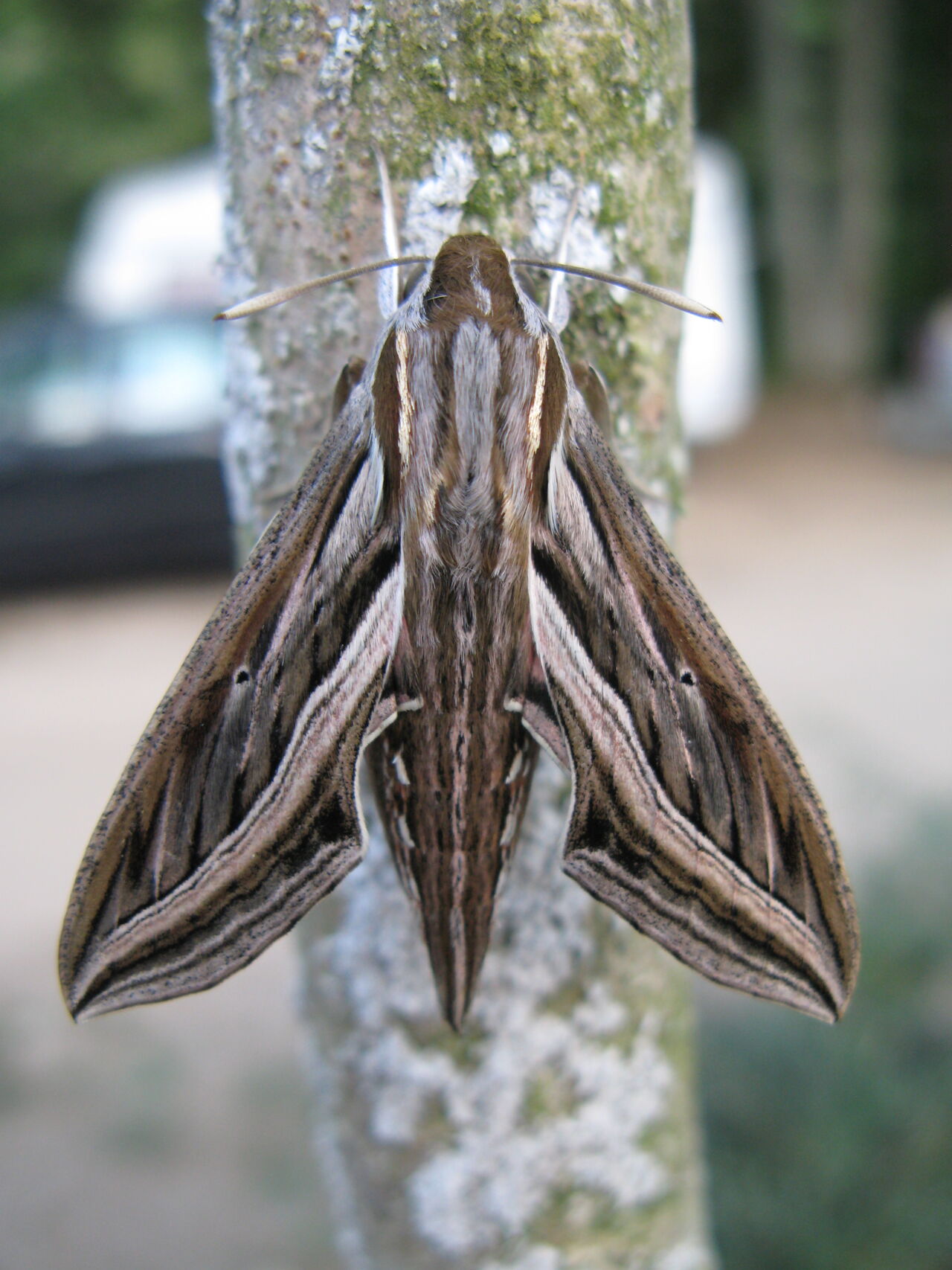 Inwoner van Wieze vindt rups van zeldzame Wingerdpijlstaart: "Al meer ...
