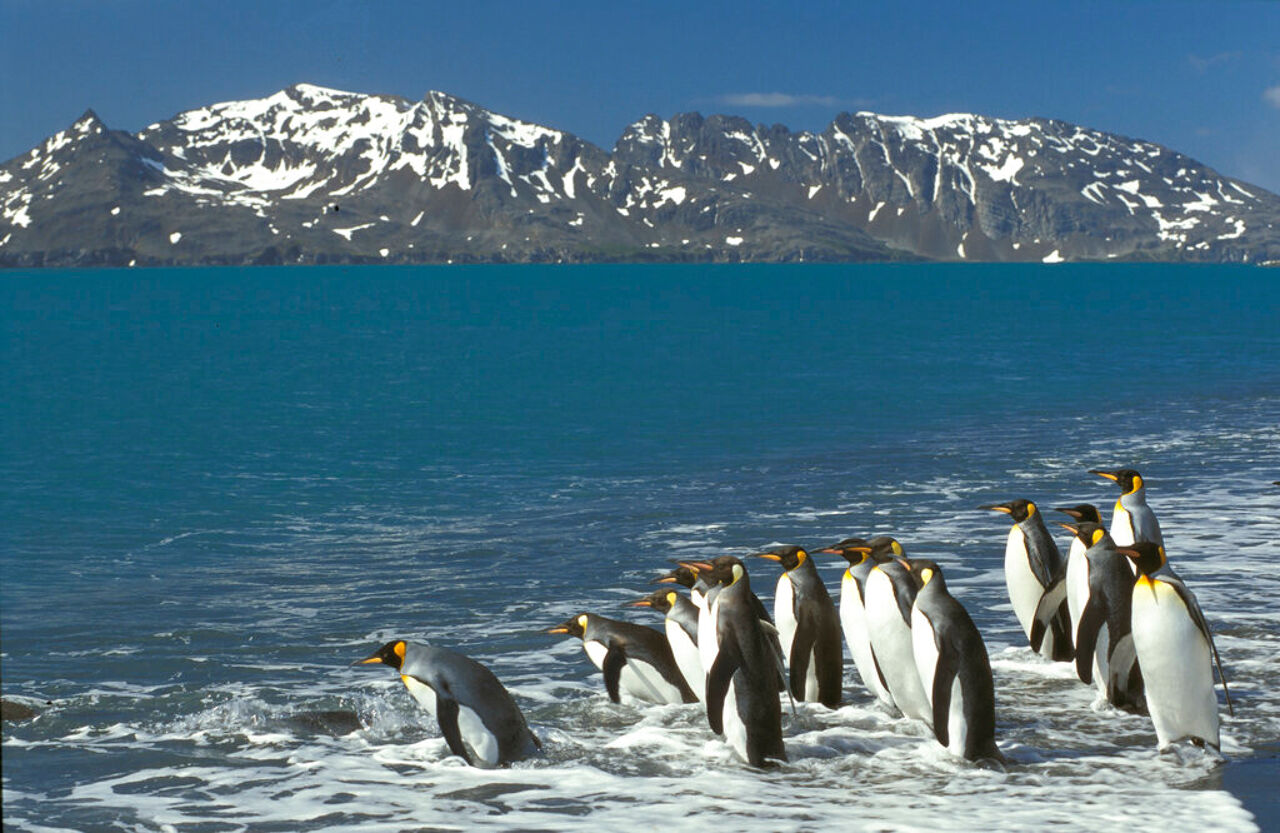 Grootste ijsberg van de wereld stevent af op eiland Zuid-Georgia | VRT ...