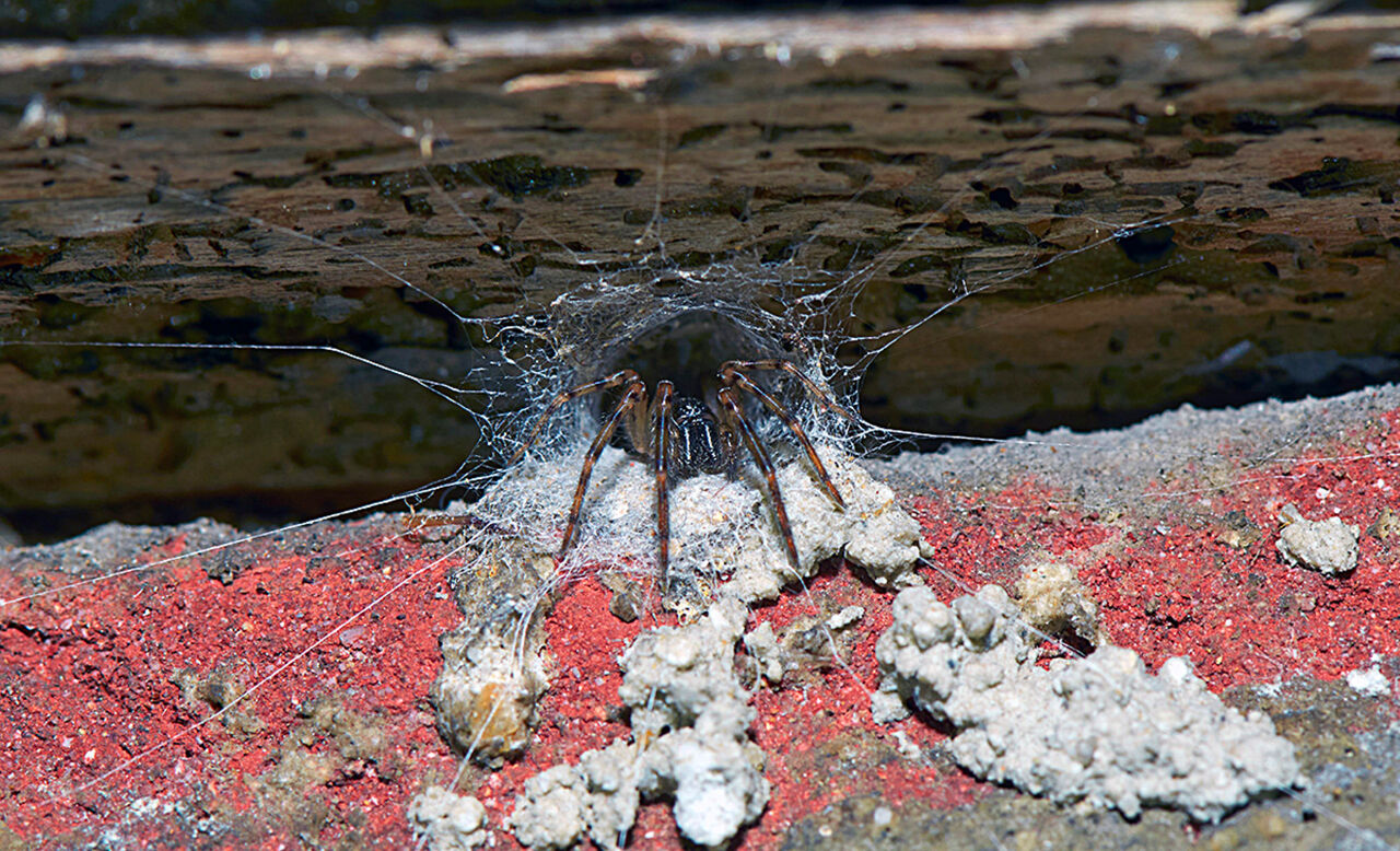 La ségestrie commune, qui n'a que 6 yeux, a été désignée araignée ...